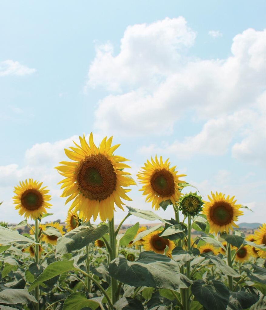 Main Home - Misty Valley Farm, Inc.