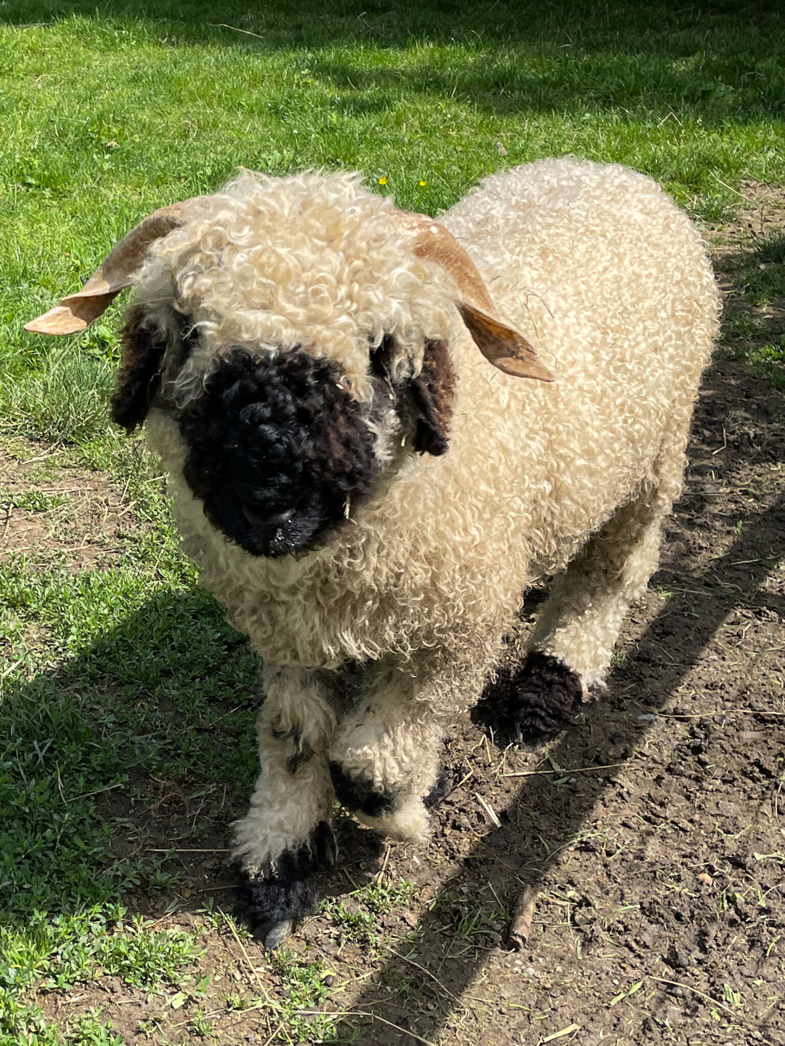 MVF Home - Misty Valley Farm, Inc.